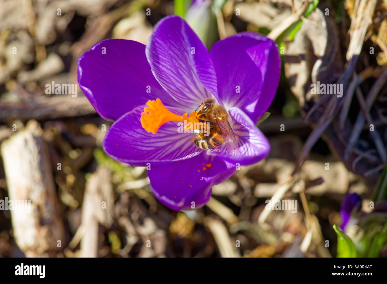 Bee (honey bee) pollinating a crocus in late winter Stock Photo - Alamy
