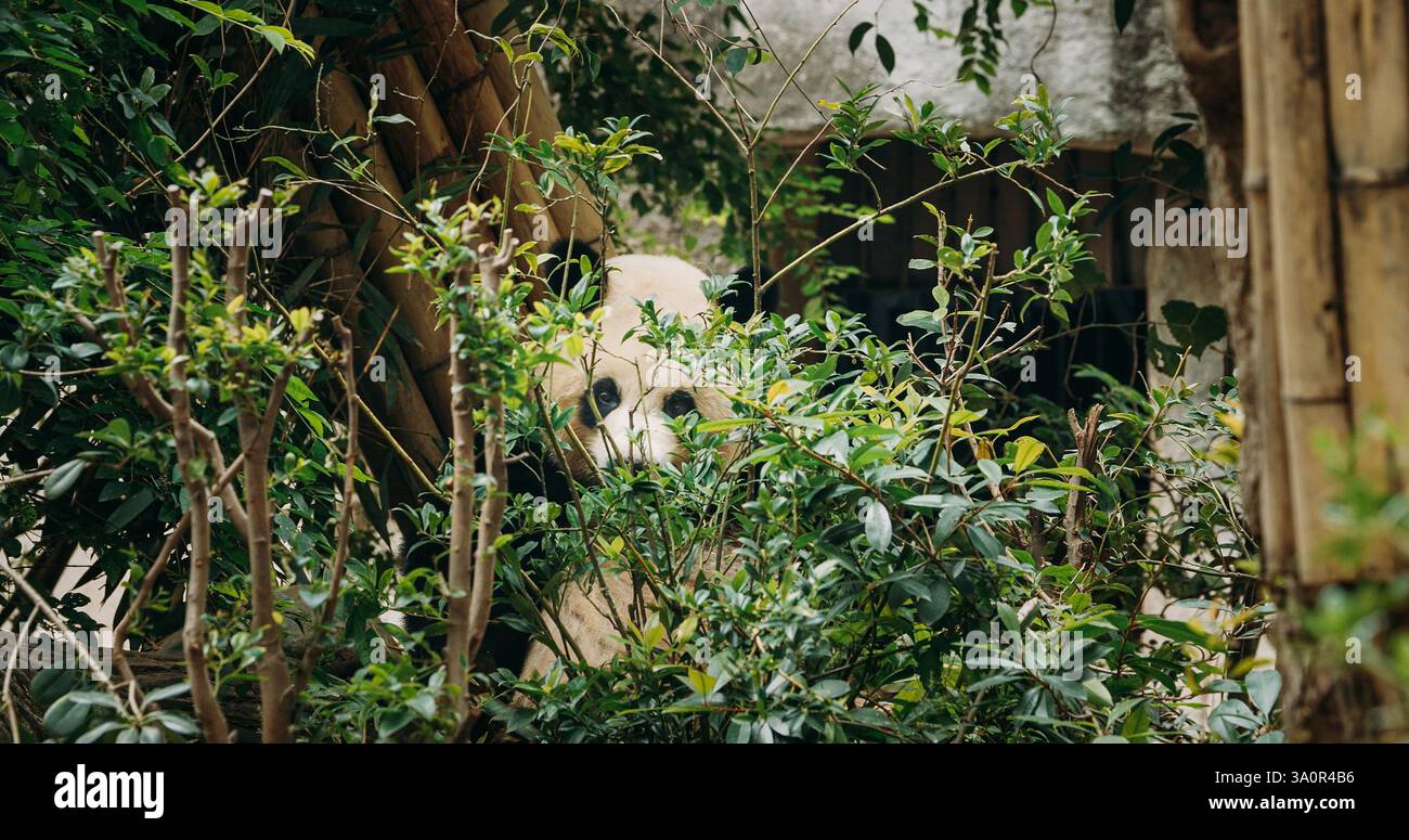 Giant Pandas Climbs Tree. Young Pandas Play With Each Other. Bear Or ...