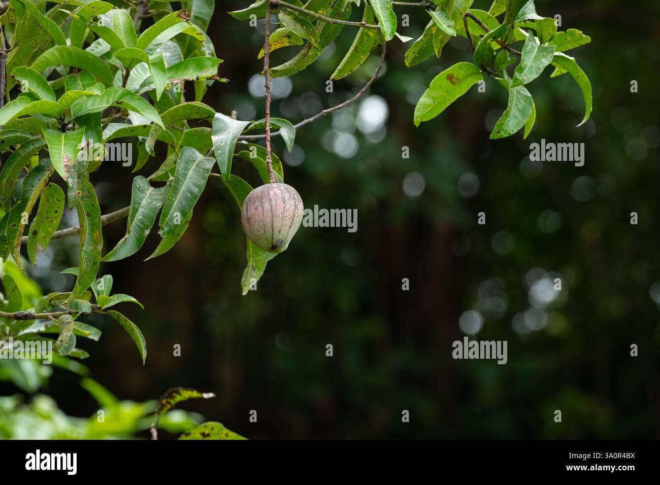 A lone Mango (Mangifera indica) growing on a lush green mango tree in ...