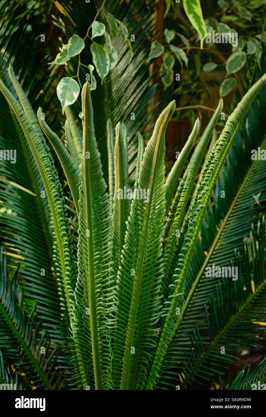 Macro of a young leaf of cycas revoluta. Blurred foreground and ...