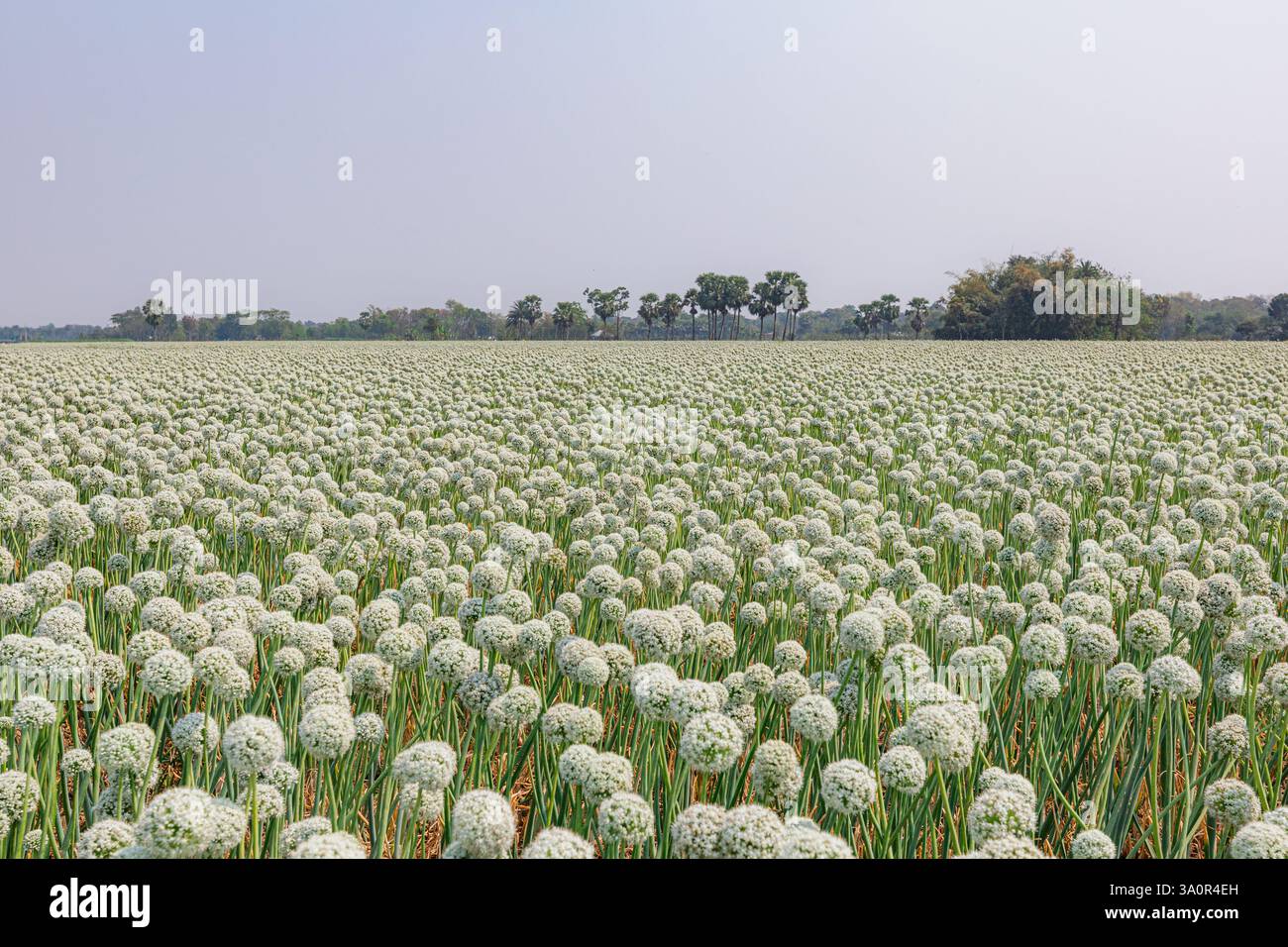 Farmers fetch profit from seed onion farming in Bangladesh Stock Photo ...