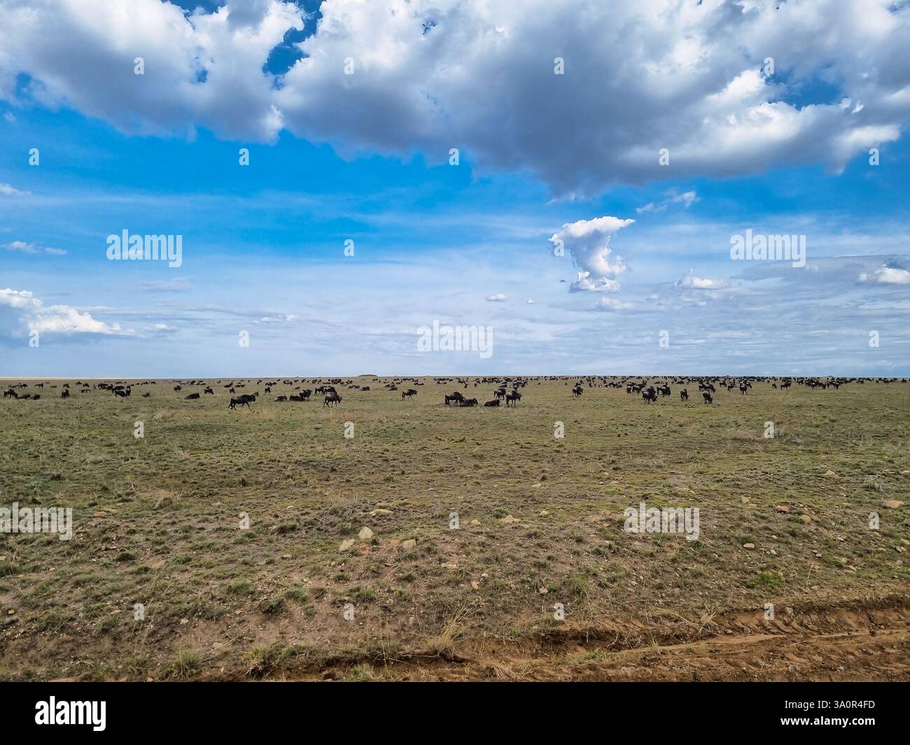 A beautifully serene scene of cattle peacefully grazing on a broad ...
