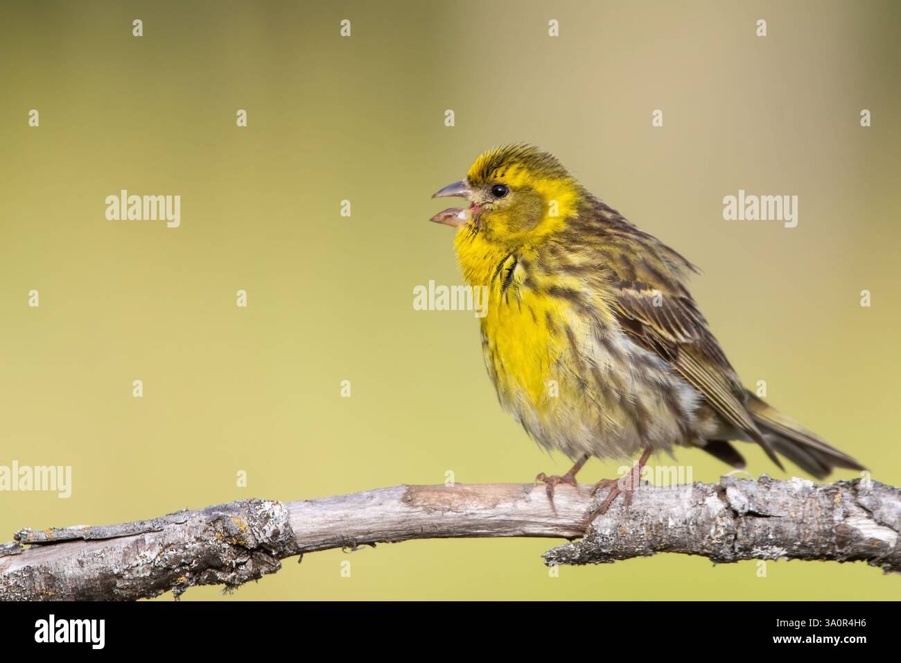 European serin (Serinus serinus) singing on a branch Stock Photo - Alamy