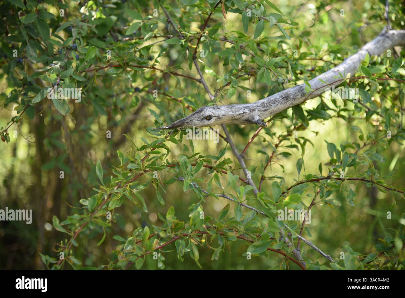 Aboriginal art snake hi-res stock photography and images - Alamy