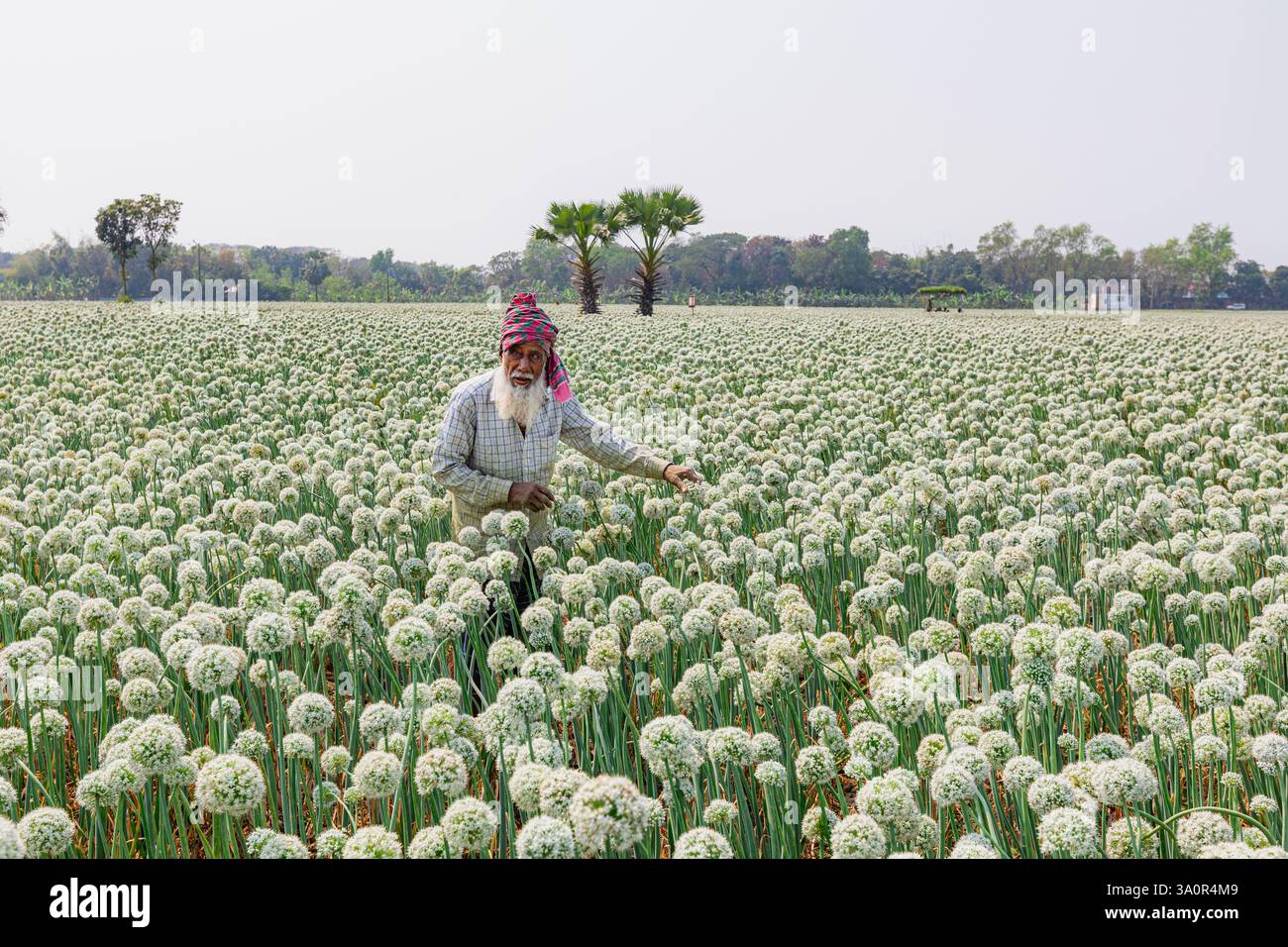 Farmers fetch profit from seed onion farming in Bangladesh Stock Photo ...