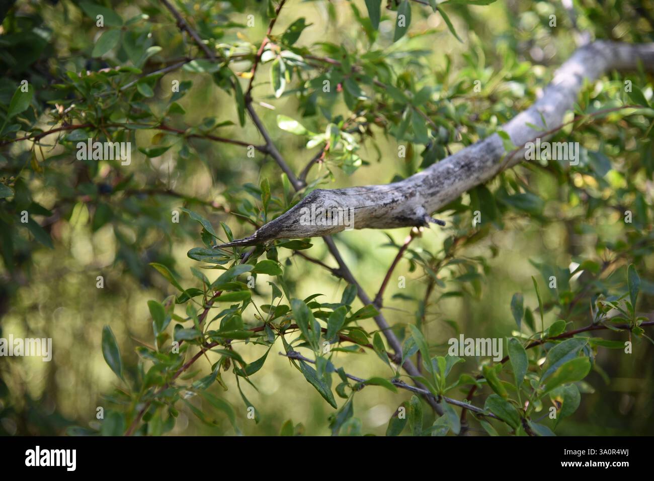 Tree stick art hi-res stock photography and images - Alamy