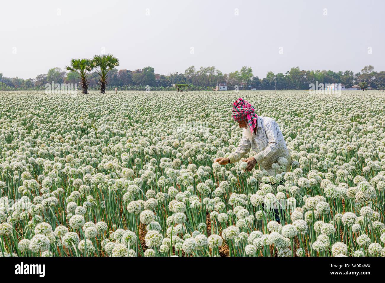 Farmers fetch profit from seed onion farming in Bangladesh Stock Photo ...