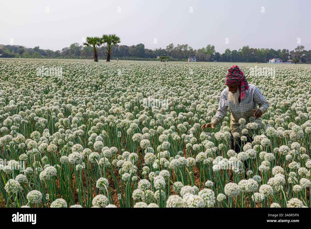 Farmers fetch profit from seed onion farming in Bangladesh Stock Photo ...