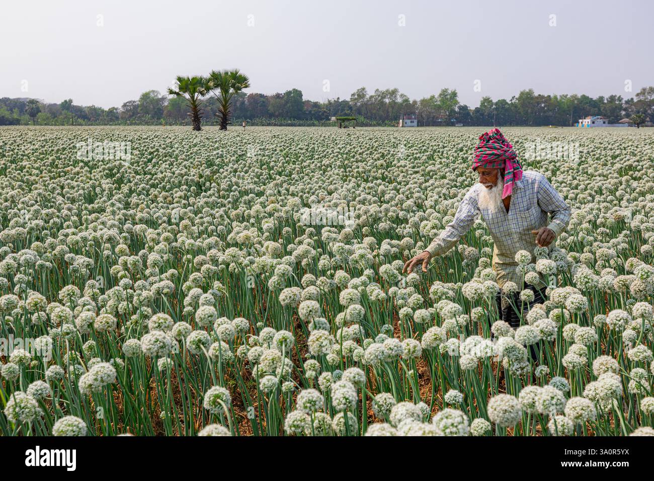 Farmers fetch profit from seed onion farming in Bangladesh Stock Photo ...