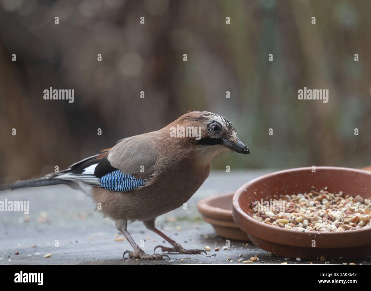 Eurasian jay (Garrulus glandarius) picking grains from a patio table ...
