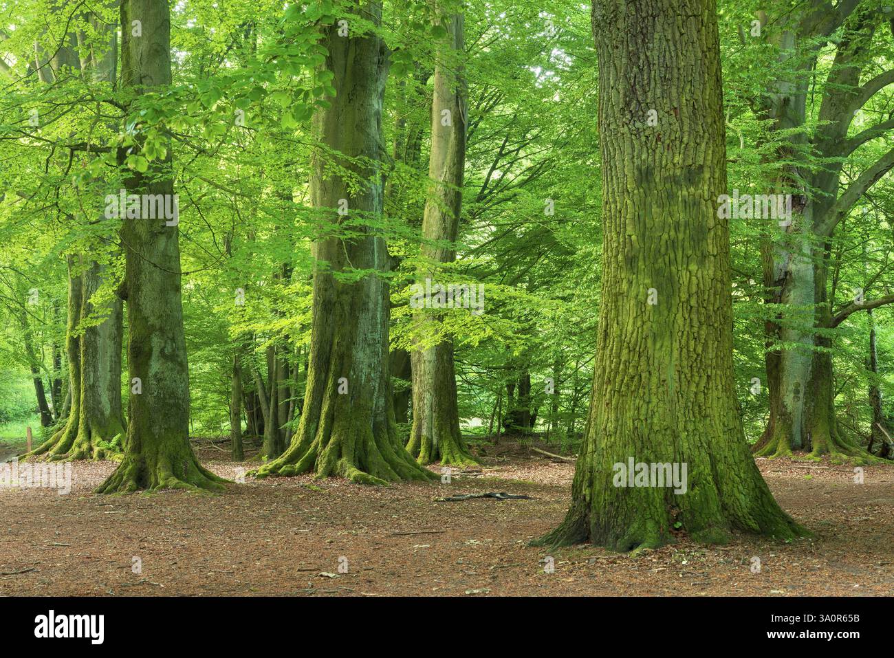 Hutewaelder hi-res stock photography and images - Alamy