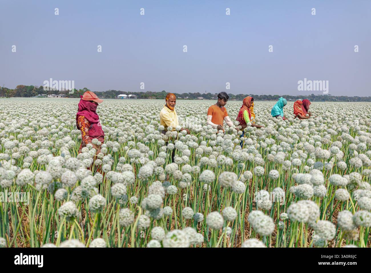 Farmers fetch profit from seed onion farming in Bangladesh Stock Photo ...