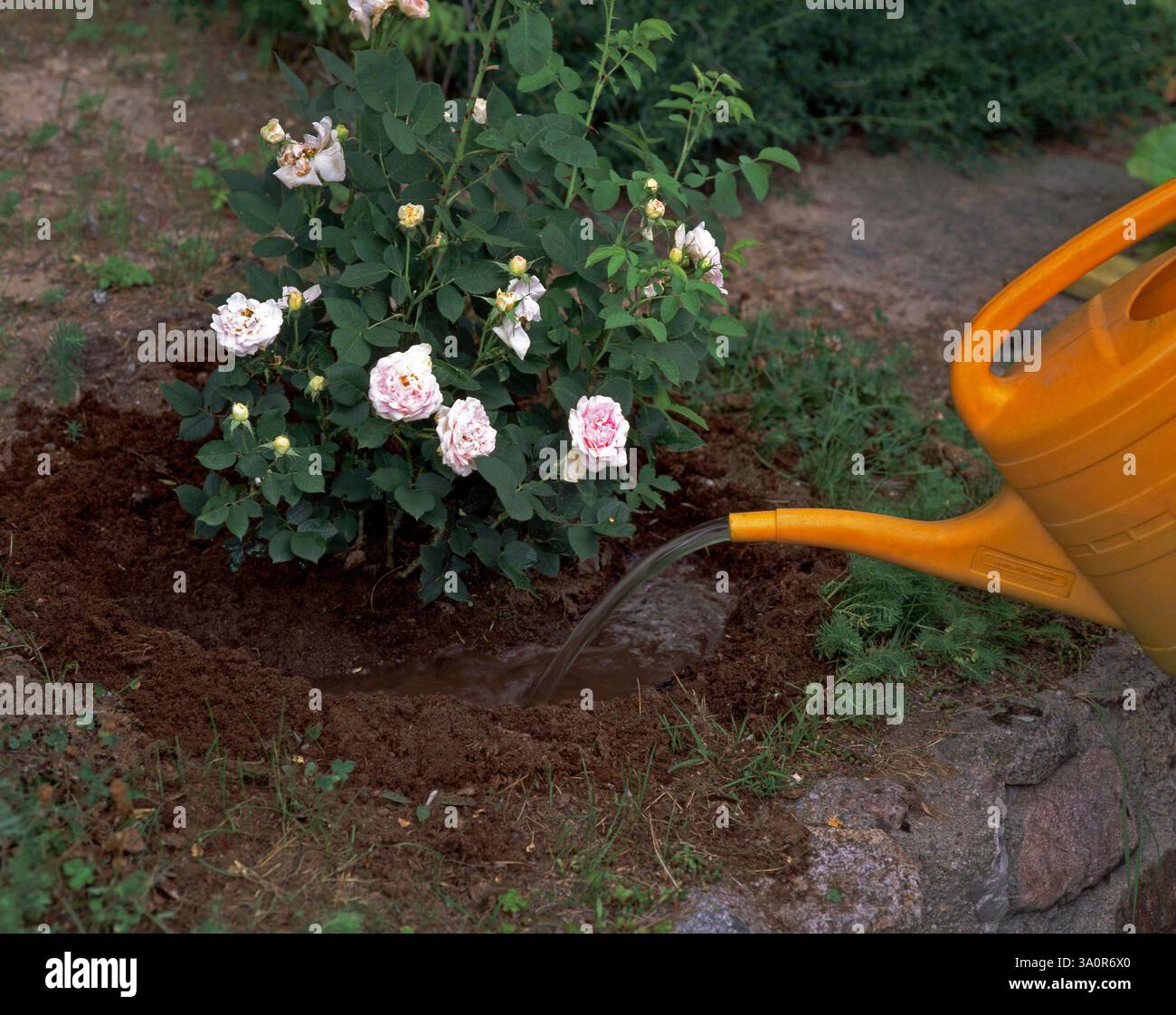 The shrub rose 'Maiden Blush' watered Stock Photo - Alamy