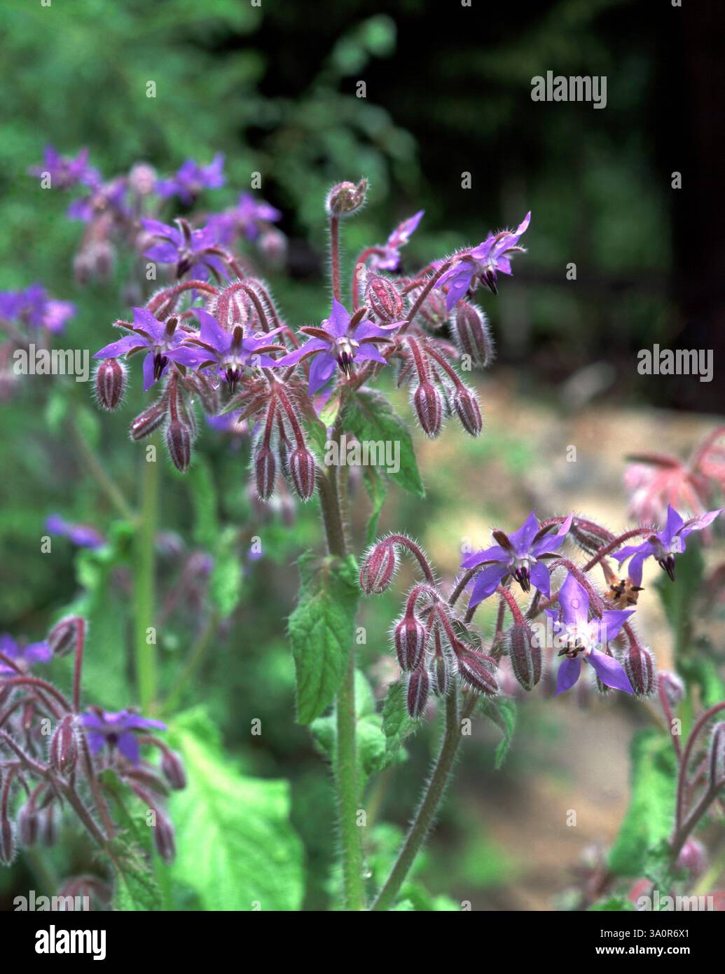 Medicinal plant Borage Stock Photo - Alamy