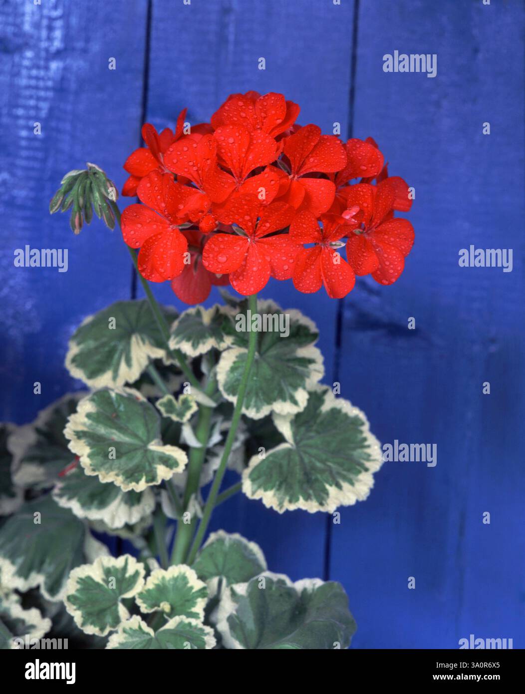 Potted red geranium flowers hi-res stock photography and images - Alamy