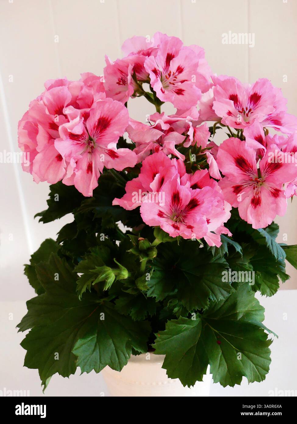 Pink houseplants hi-res stock photography and images - Alamy