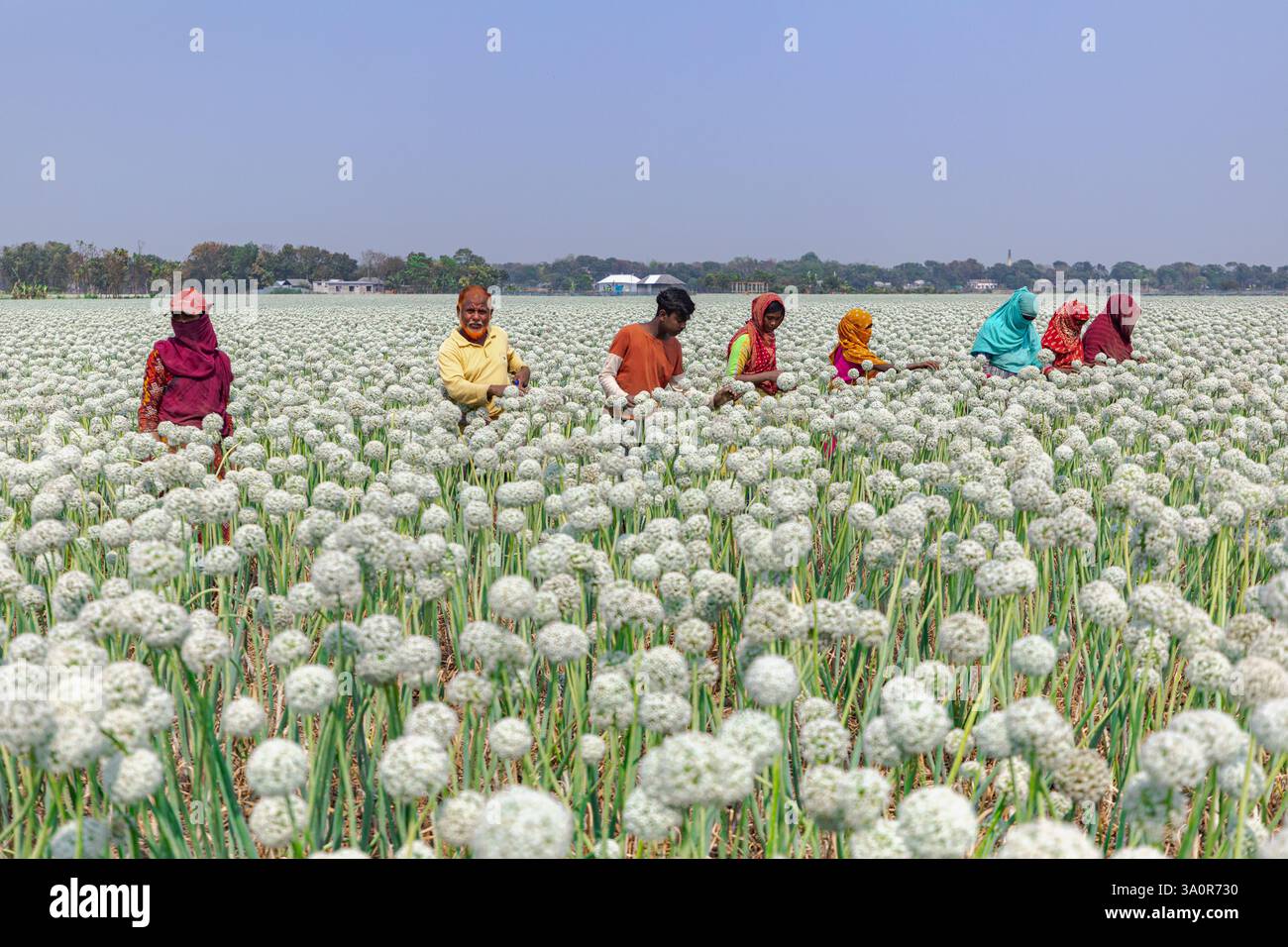 Farmers fetch profit from seed onion farming in Bangladesh Stock Photo ...