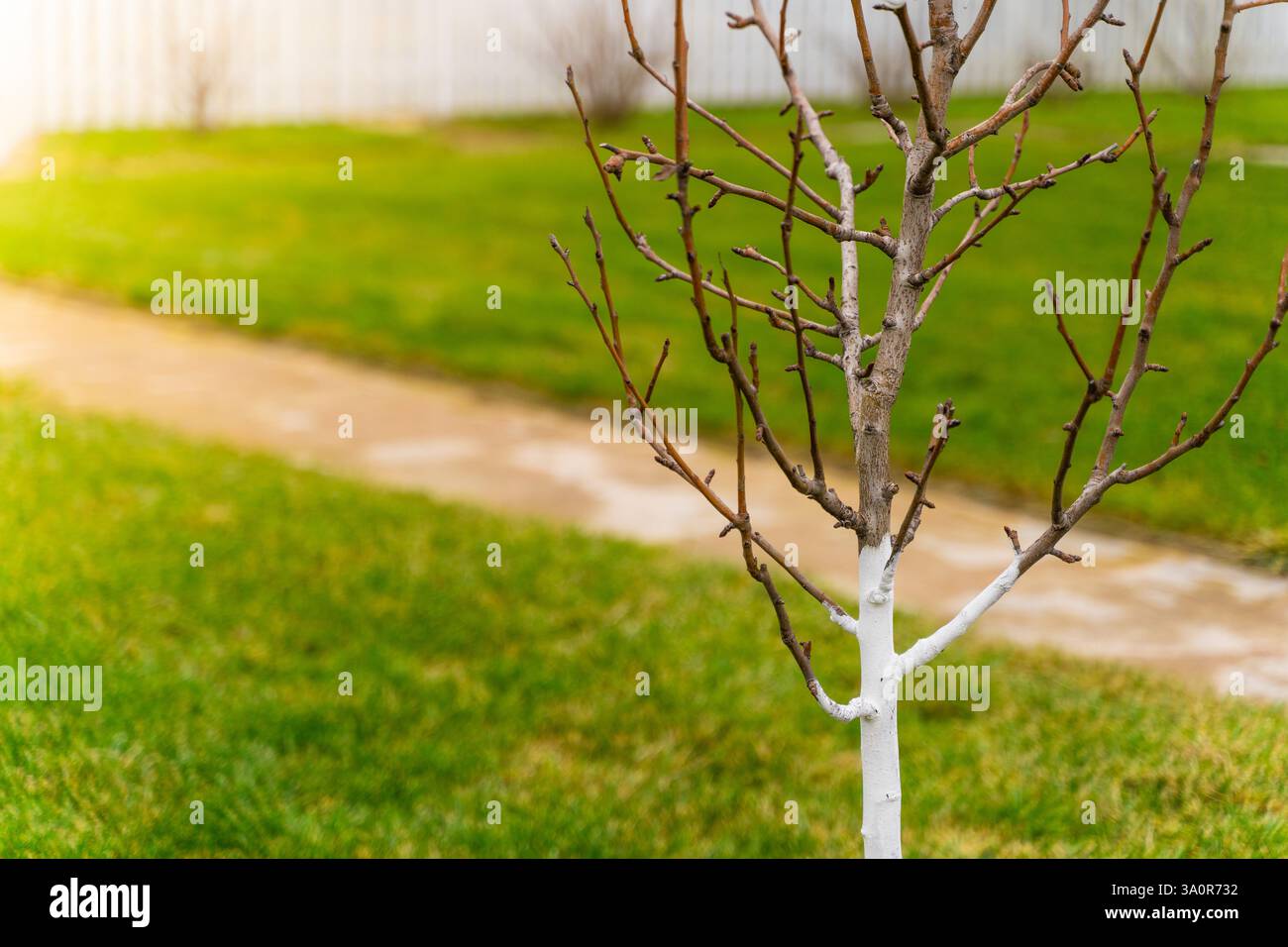 The tree is treated with white liquid. A well-groomed garden with fruit ...