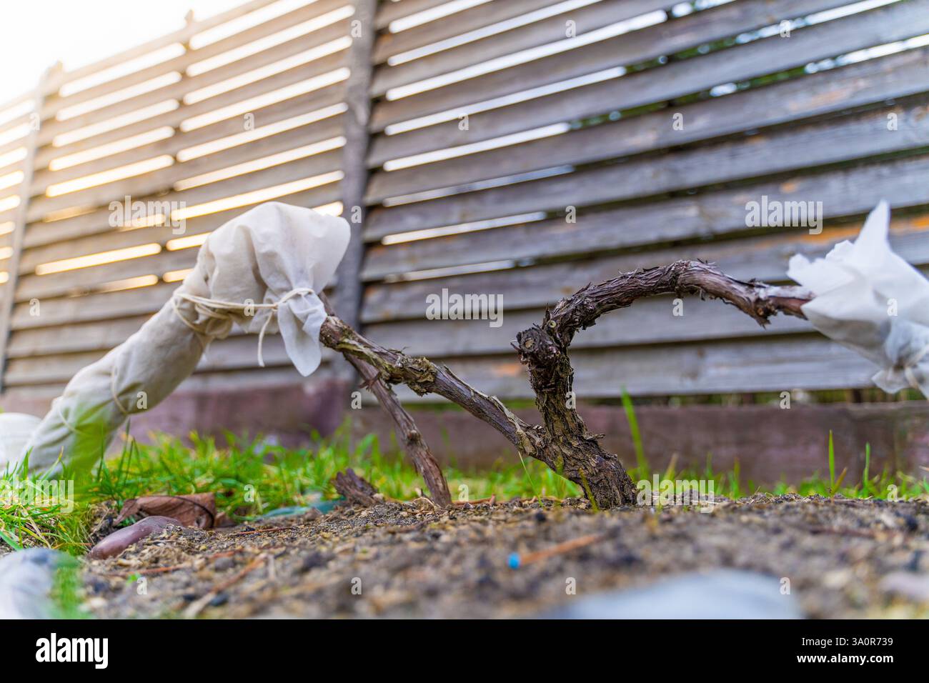 Wrapped in white agrofibre hi-res stock photography and images - Alamy