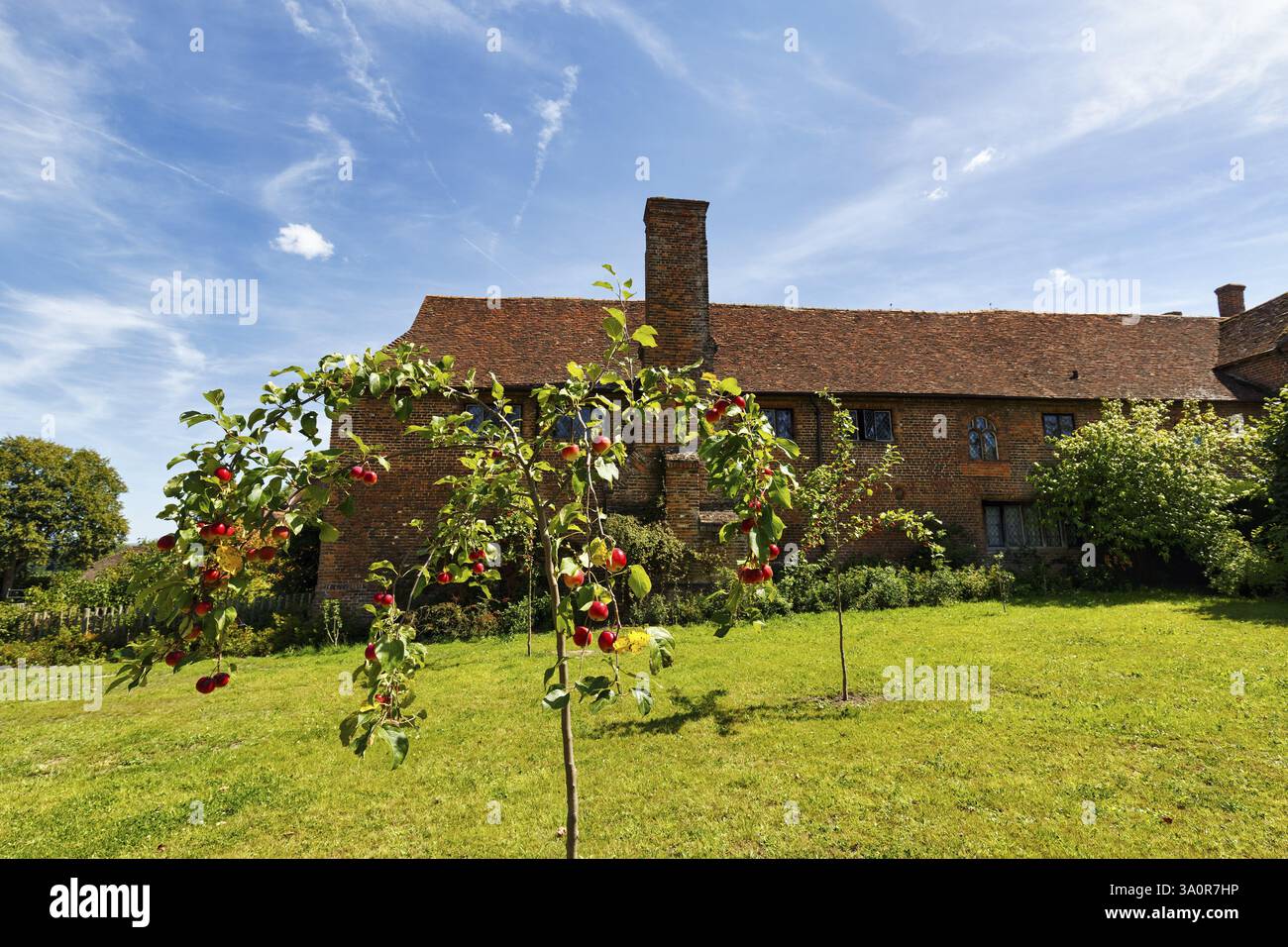 Apple tree with ripe apples, orchard, fruit orchard, Sissinghurst ...