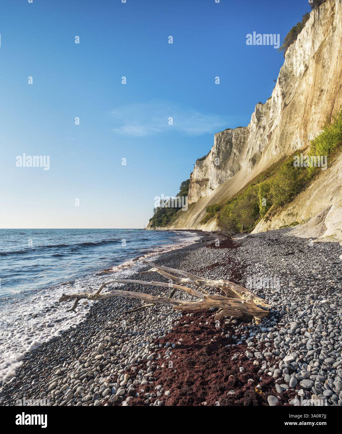 Pebble beach with flints, seaweed and driftwood on the chalk cliffs of ...