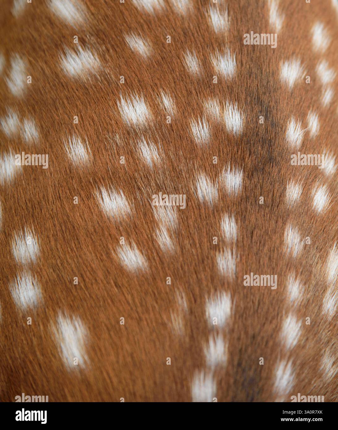 Texture real axis deer fur hi-res stock photography and images - Alamy