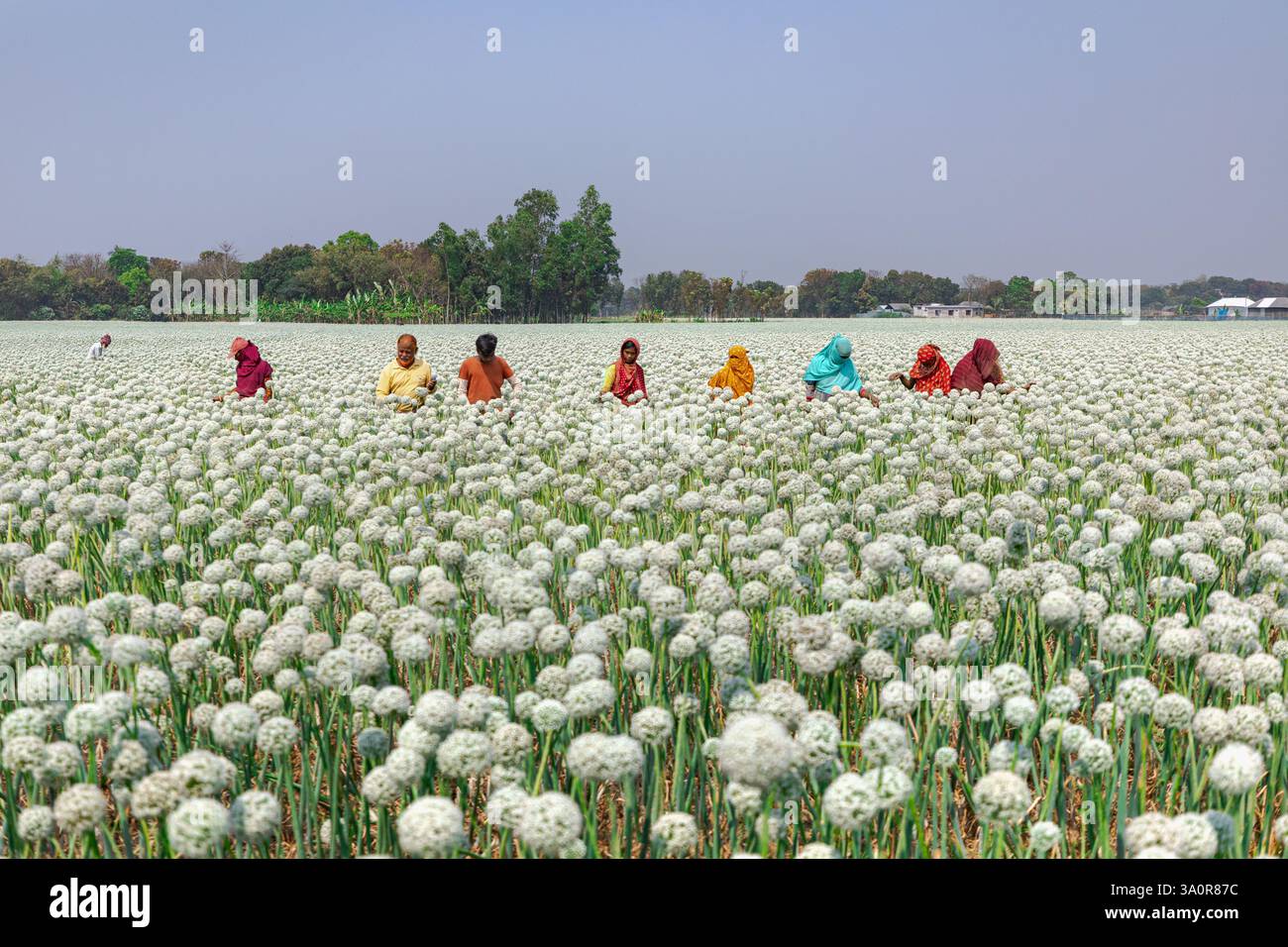 Farmers fetch profit from seed onion farming in Bangladesh Stock Photo ...