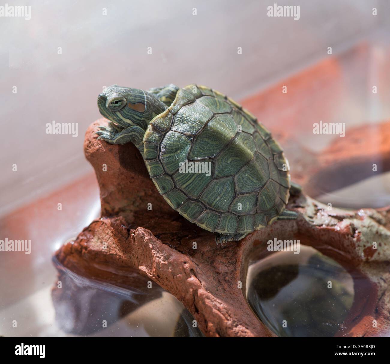 Face red eared slider hi-res stock photography and images - Alamy
