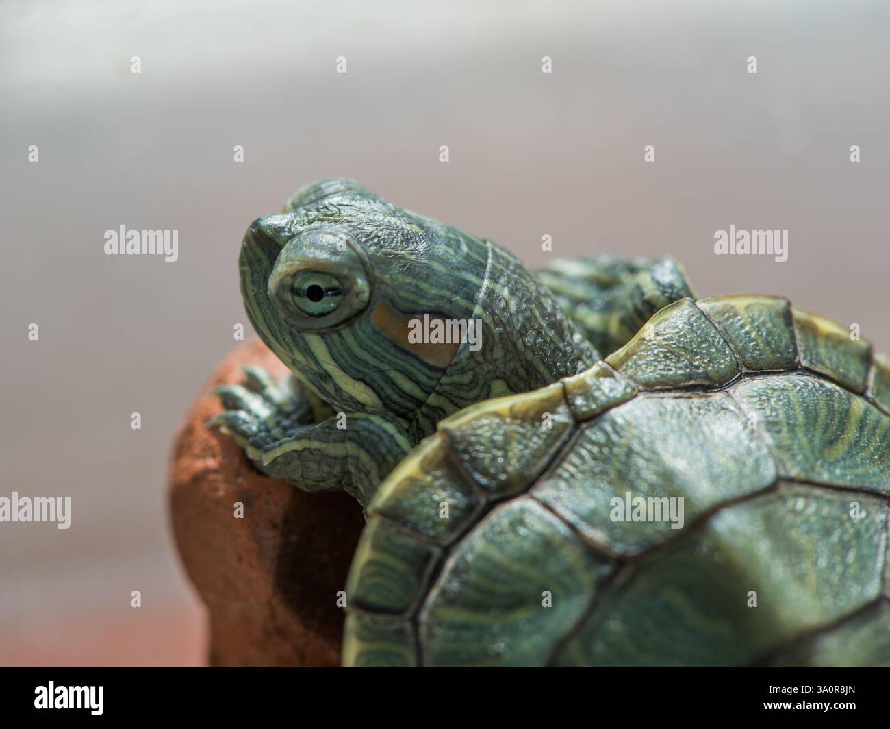 Slider turtle hi-res stock photography and images - Alamy