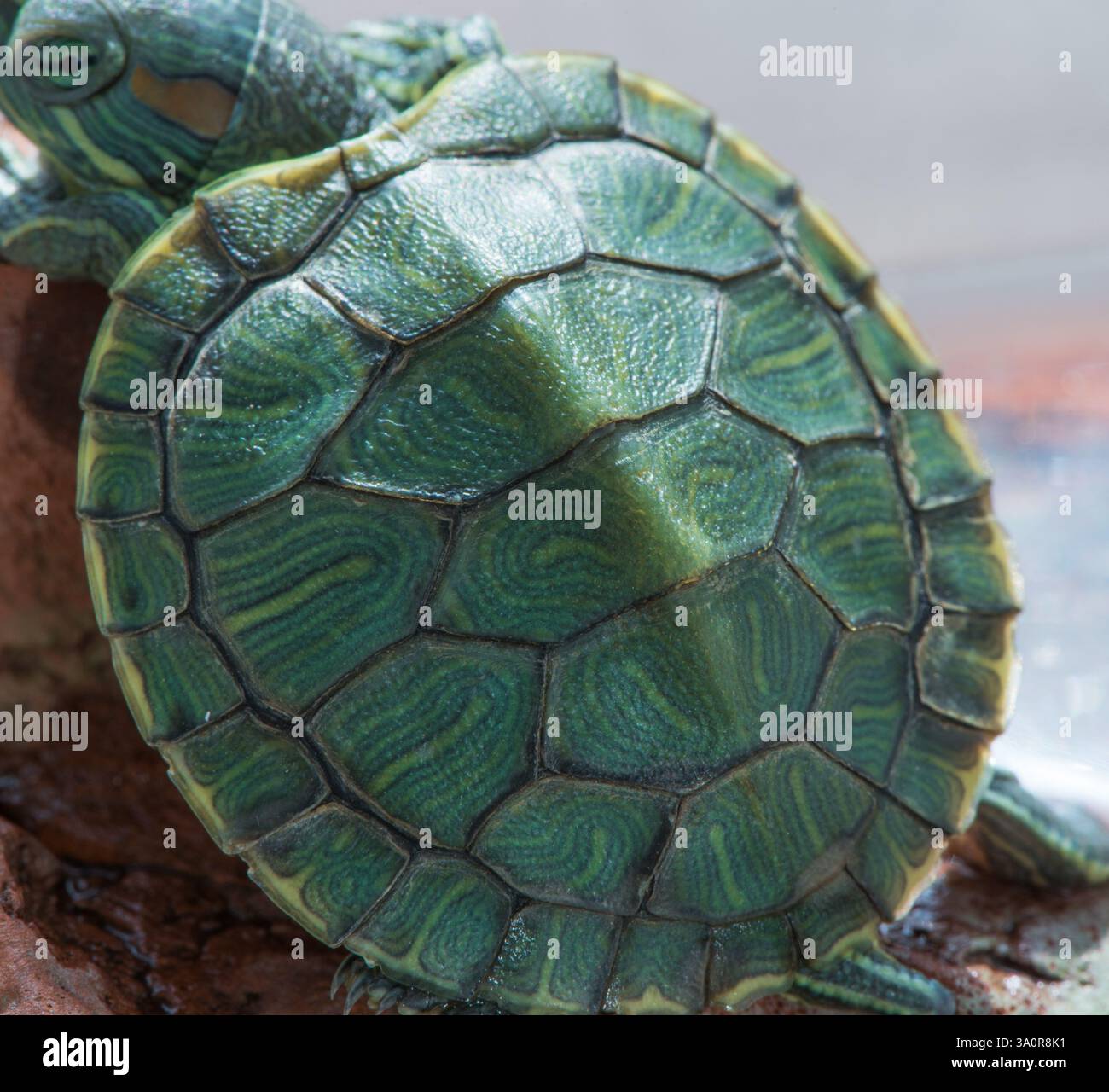 Pond slider, turtle Stock Photo - Alamy