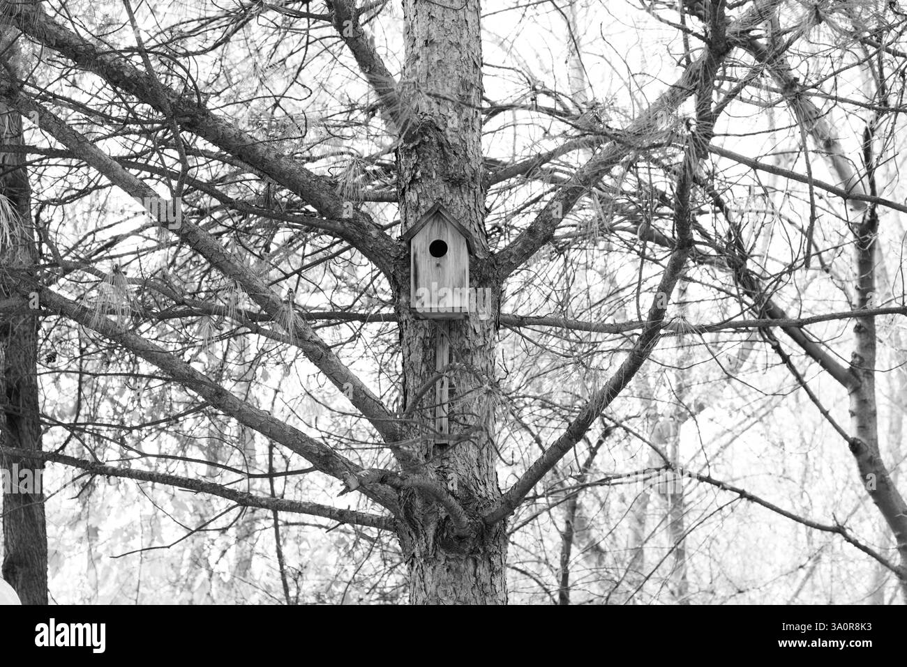 Wildlife in a box Black and White Stock Photos & Images - Alamy