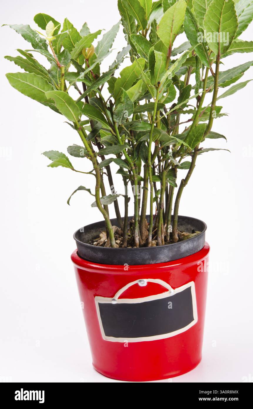 Laurel spice hi-res stock photography and images - Alamy