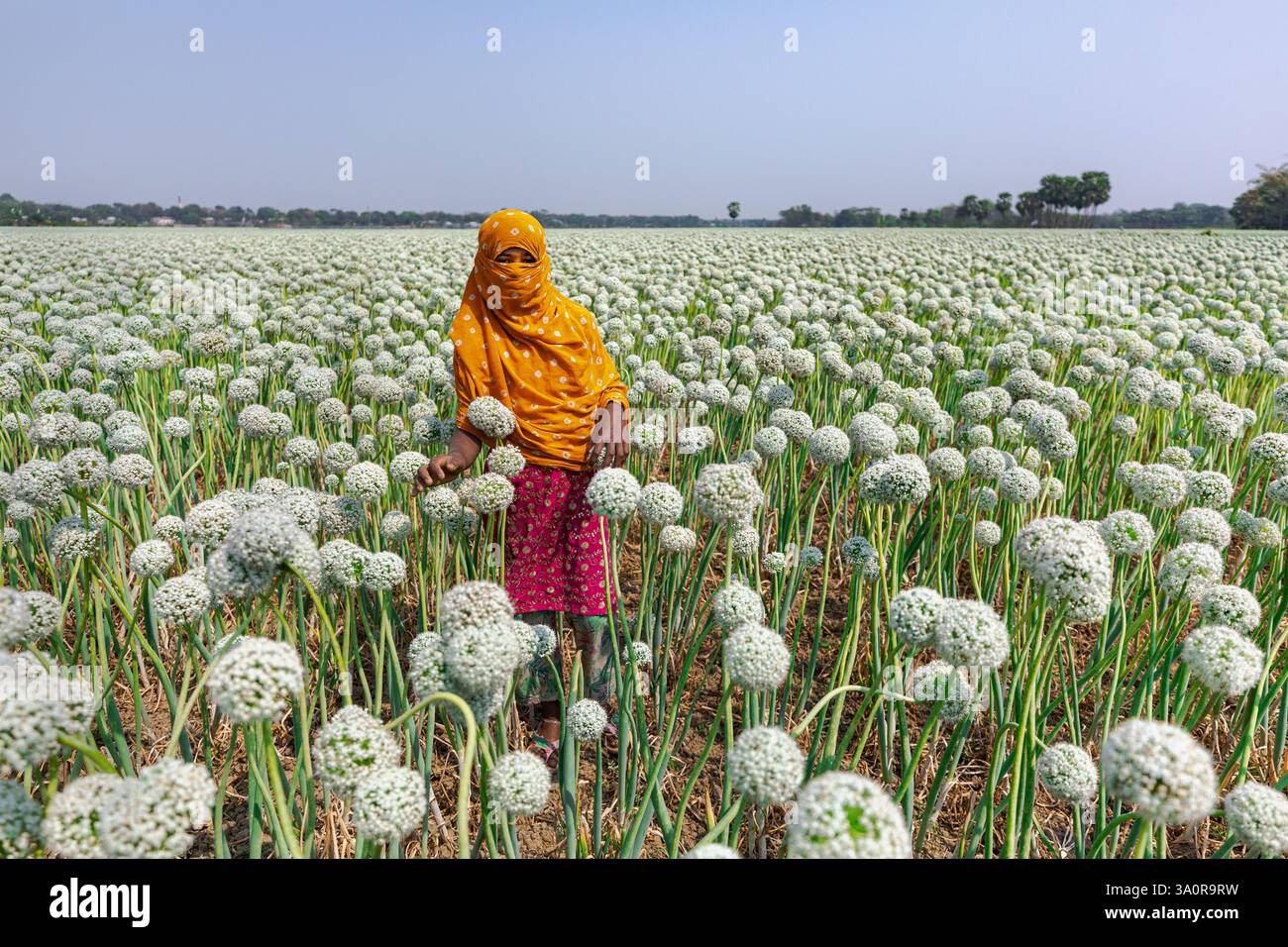 Farmers fetch profit from seed onion farming in Bangladesh Stock Photo ...