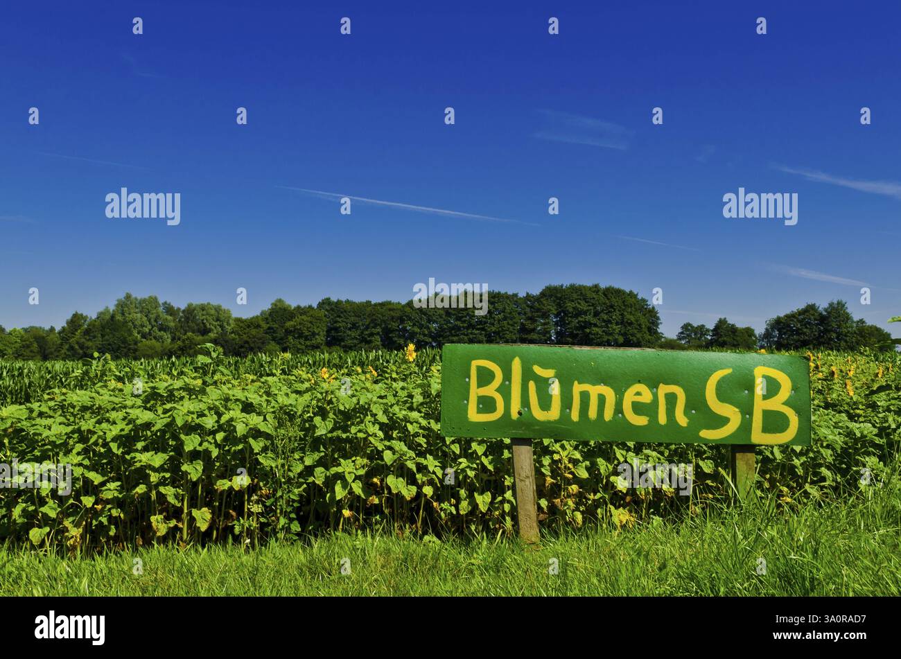 Flowers themselves pick Stock Photo - Alamy