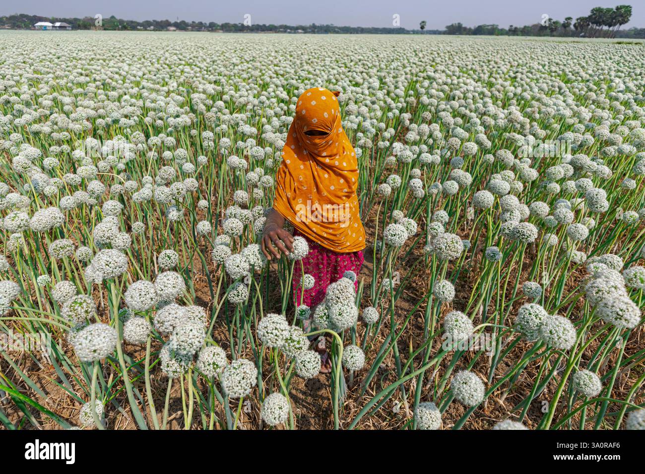 Farmers fetch profit from seed onion farming in Bangladesh Stock Photo ...