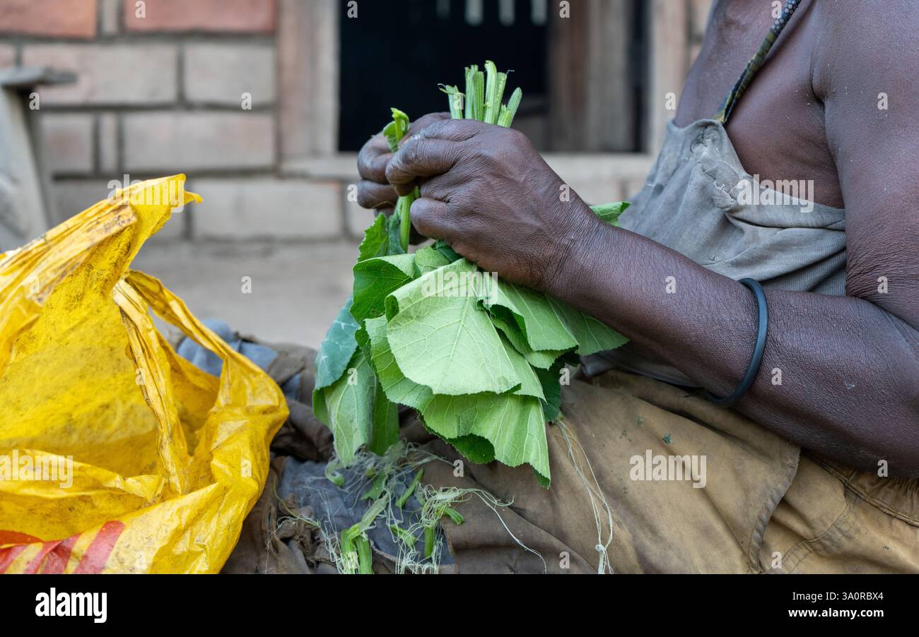 Hands Preparing Fresh Green Leaves – Traditional African Food ...