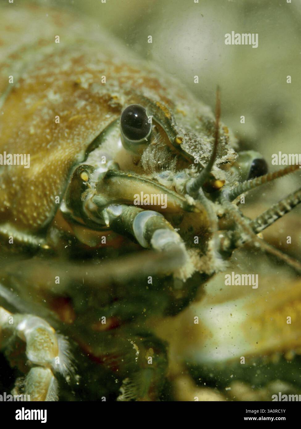 Close-up of a signal crayfish (Pacifastacus leniusculus), American ...