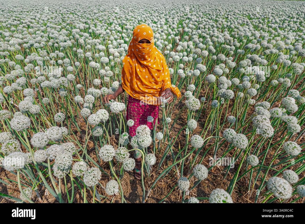 Farmers fetch profit from seed onion farming in Bangladesh Stock Photo ...