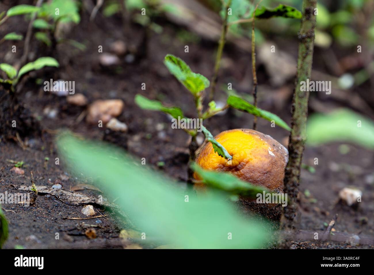 Decaying Orange on Forest Floor – Natural Decomposition and Ecosystem ...