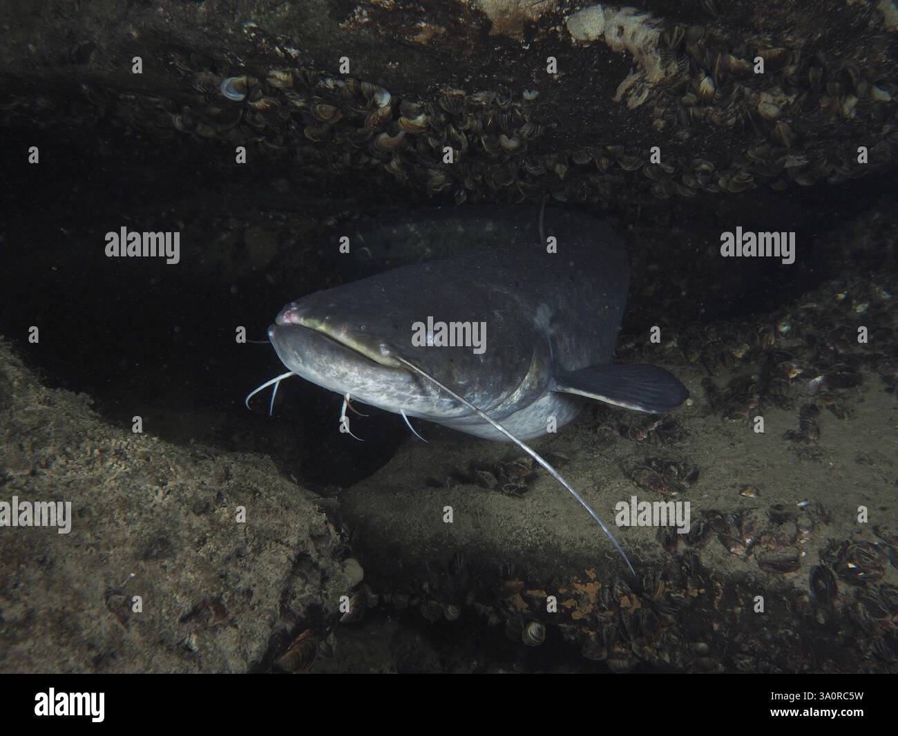 A catfish (Silurus glanis), catfish, in a dark underwater cave ...