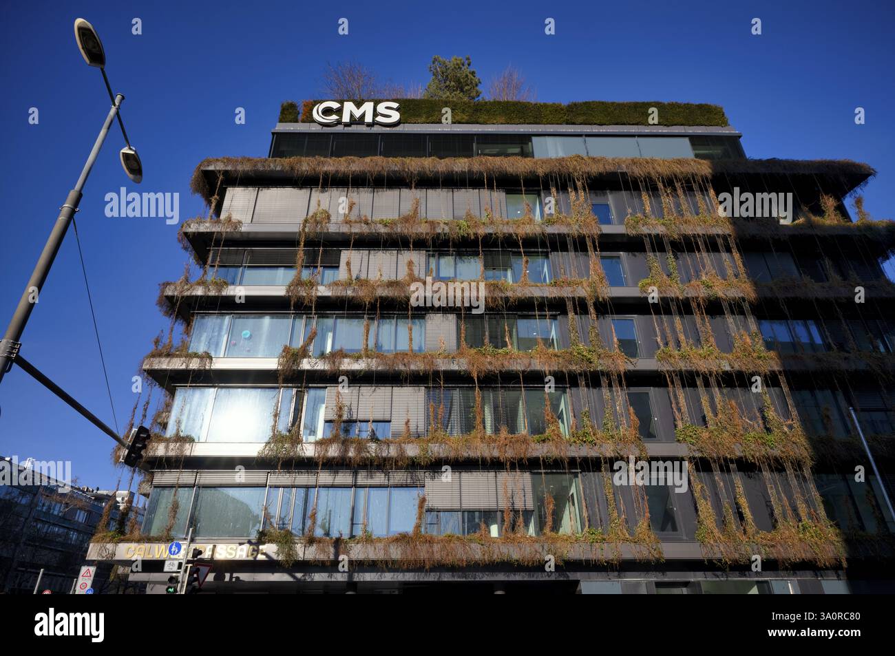 Climate-neutral facade greening on a new building, withered, dead ...