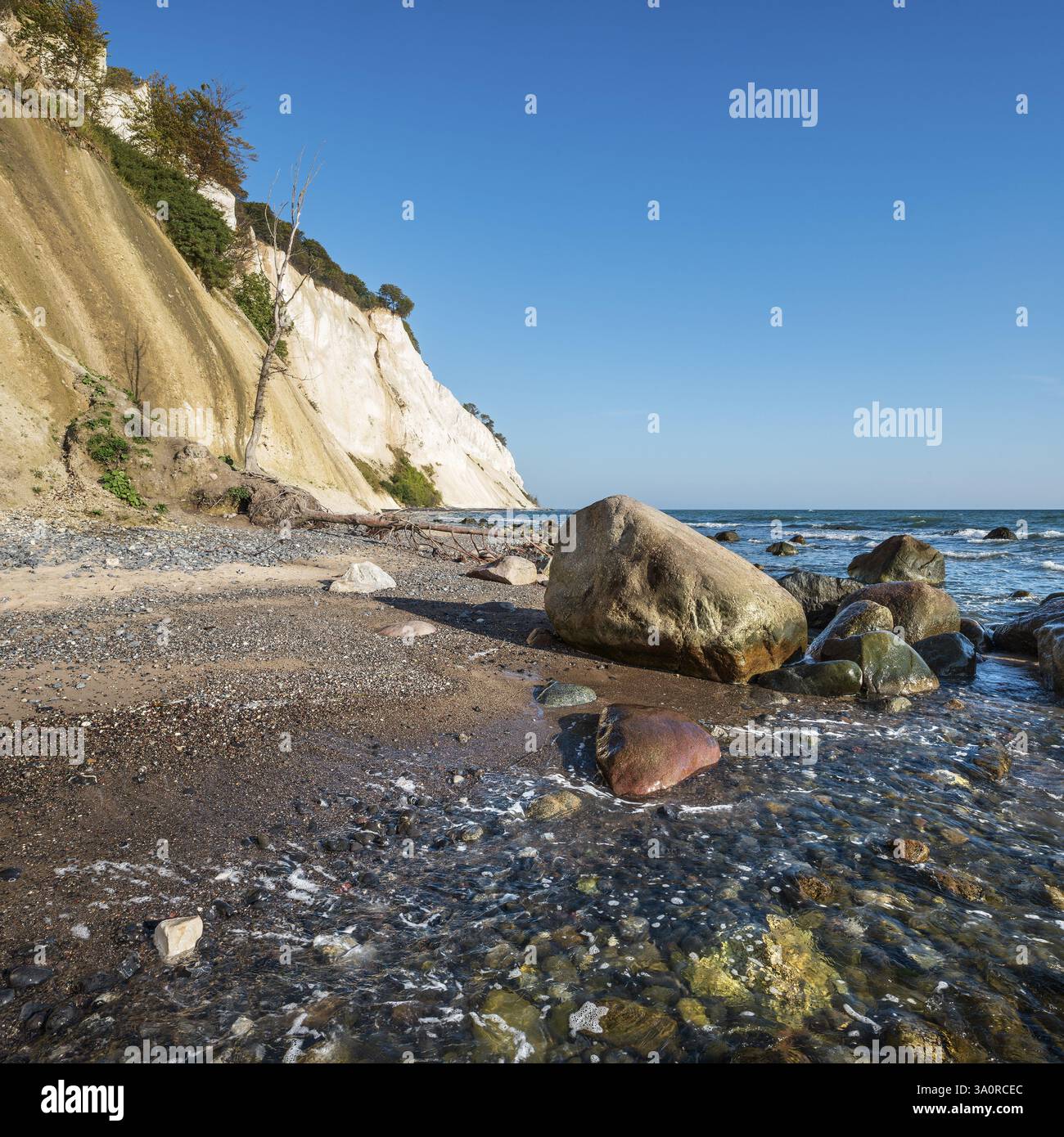 Beach with boulders and uprooted trees at the chalk cliffs of Mons ...