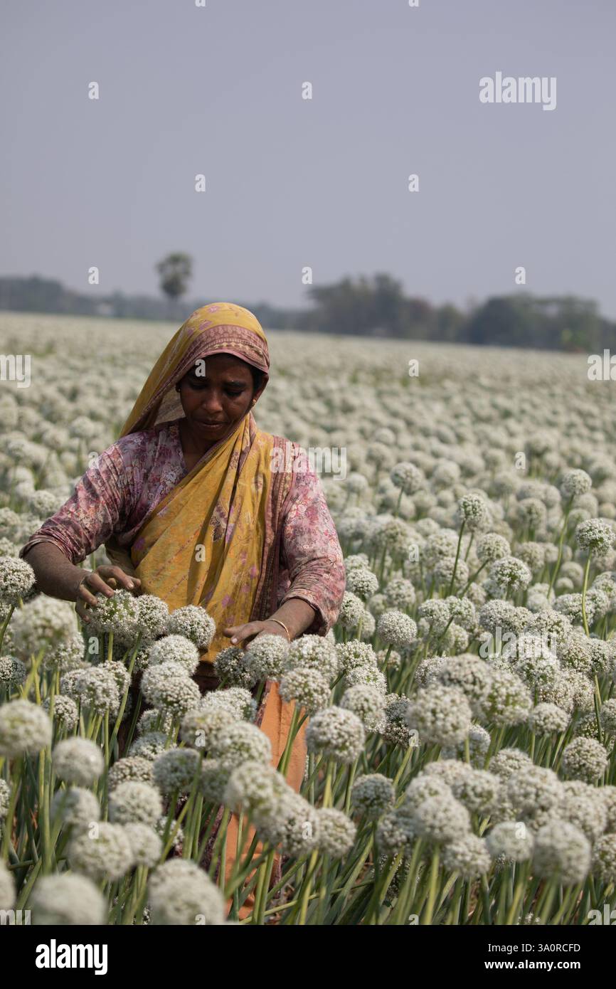 Farmers fetch profit from seed onion farming in Bangladesh Stock Photo ...