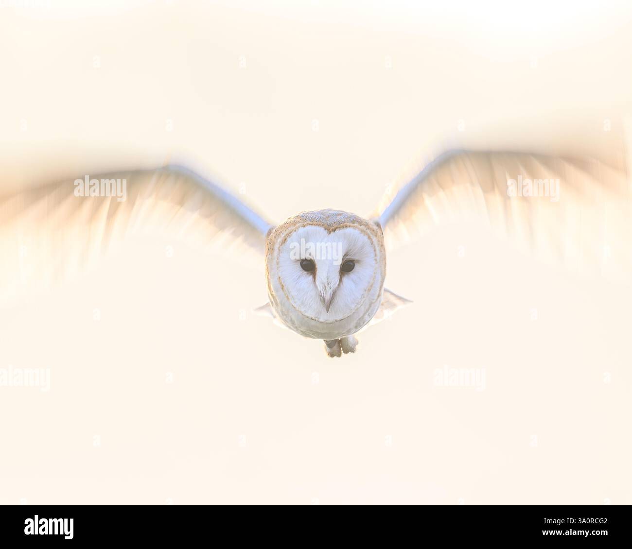 Barn owl head hi-res stock photography and images - Alamy