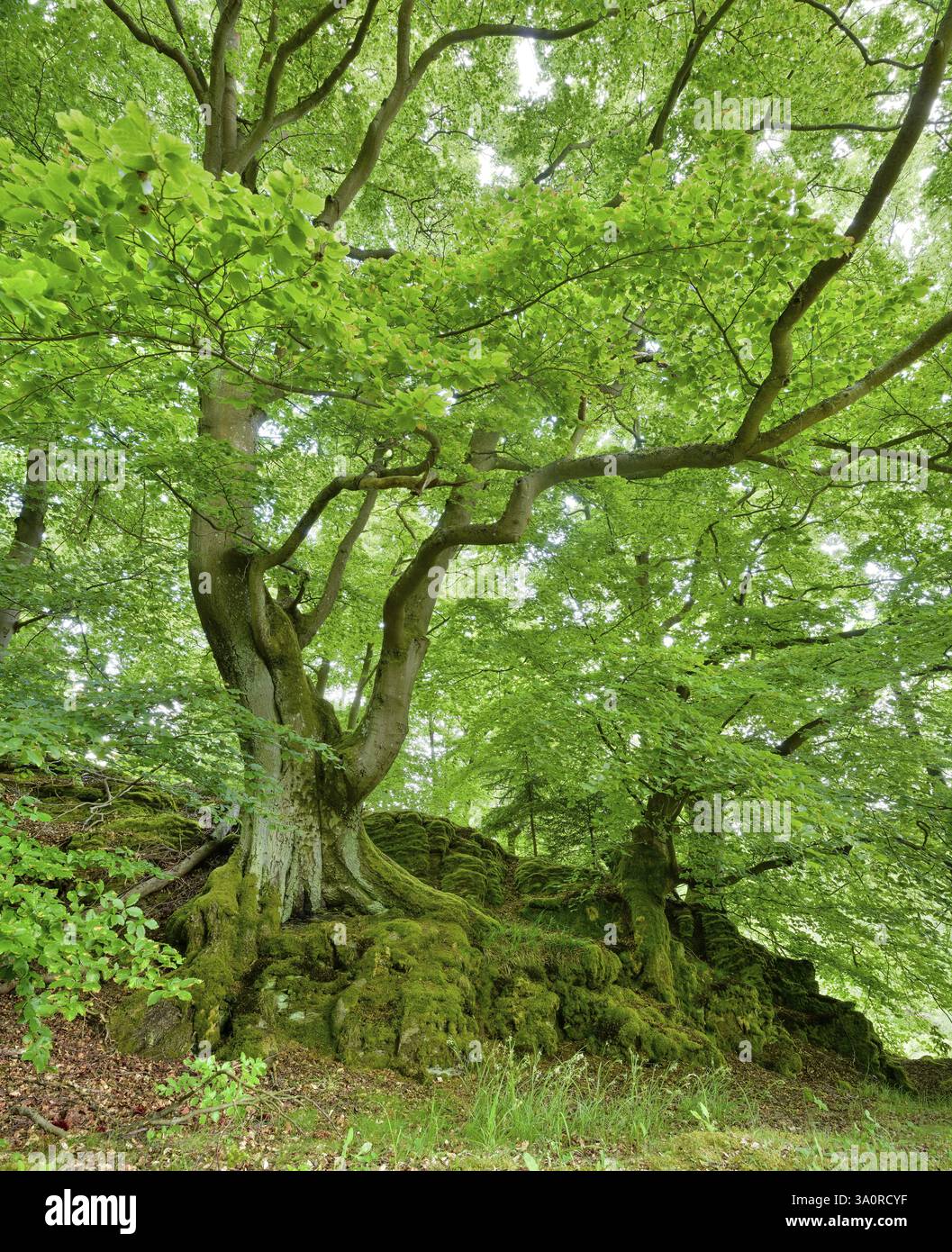 Gnarled old beech trees with moss-covered roots, Kellerwald-Edersee ...