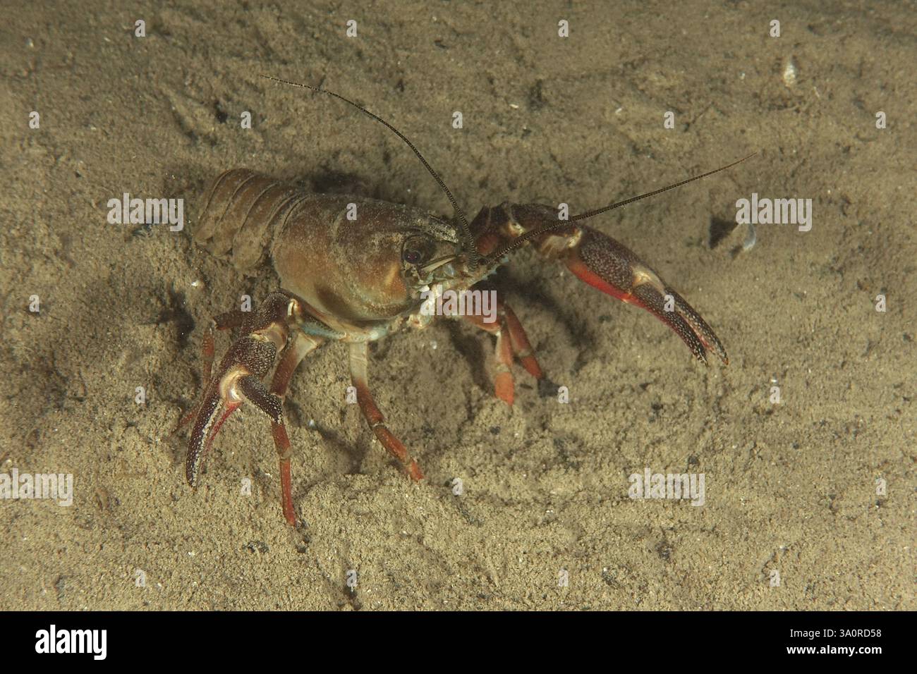 Signal crayfish (Pacifastacus leniusculus), American crayfish, invasive ...