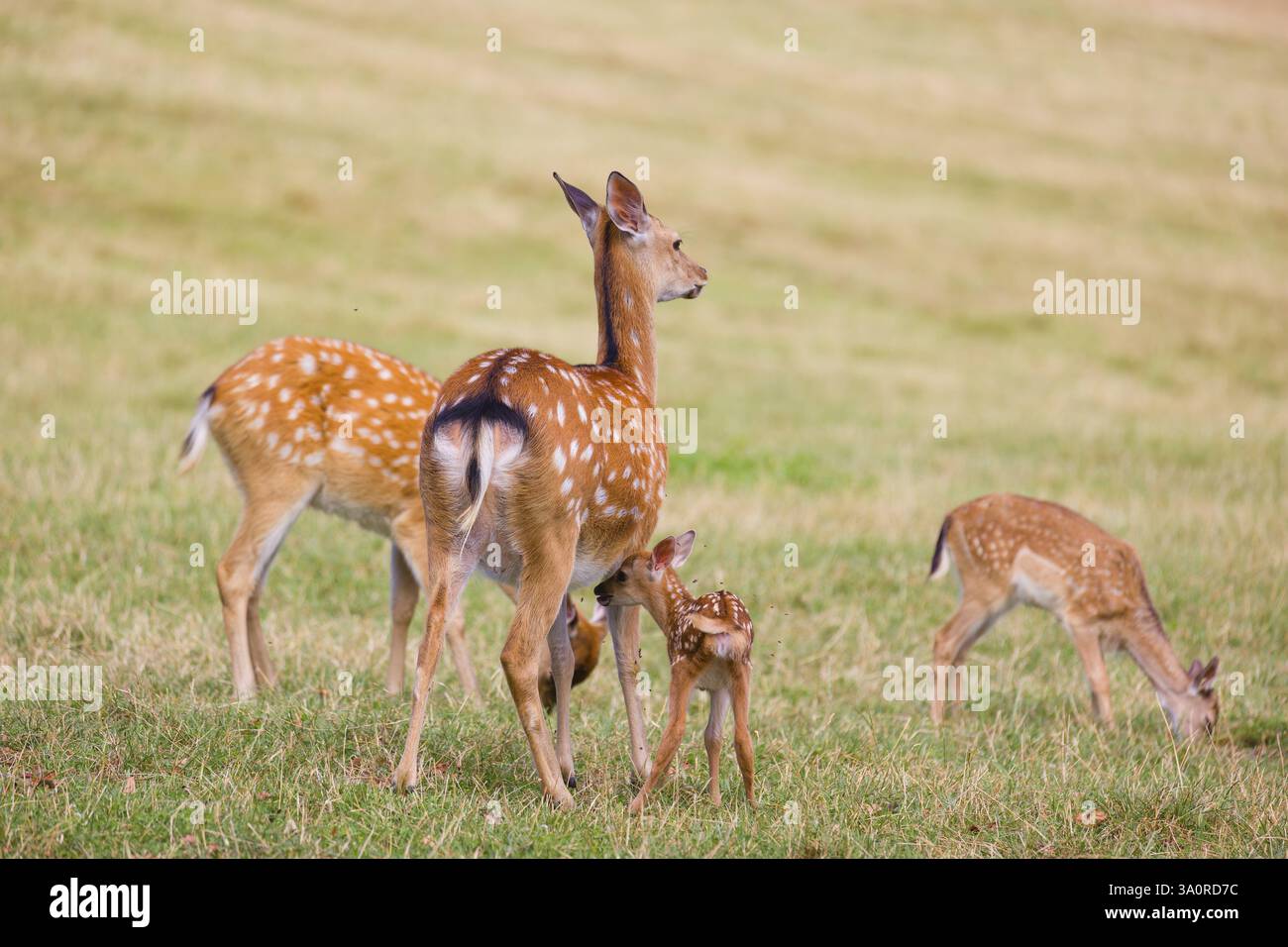 A Dybowski calf (Cervus nippon hortulorum) stands close to its mother ...