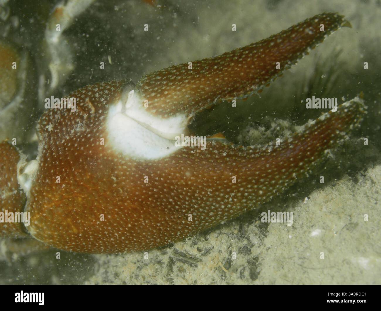 Close-up showing the detailed structure of a crayfish claw, in ...