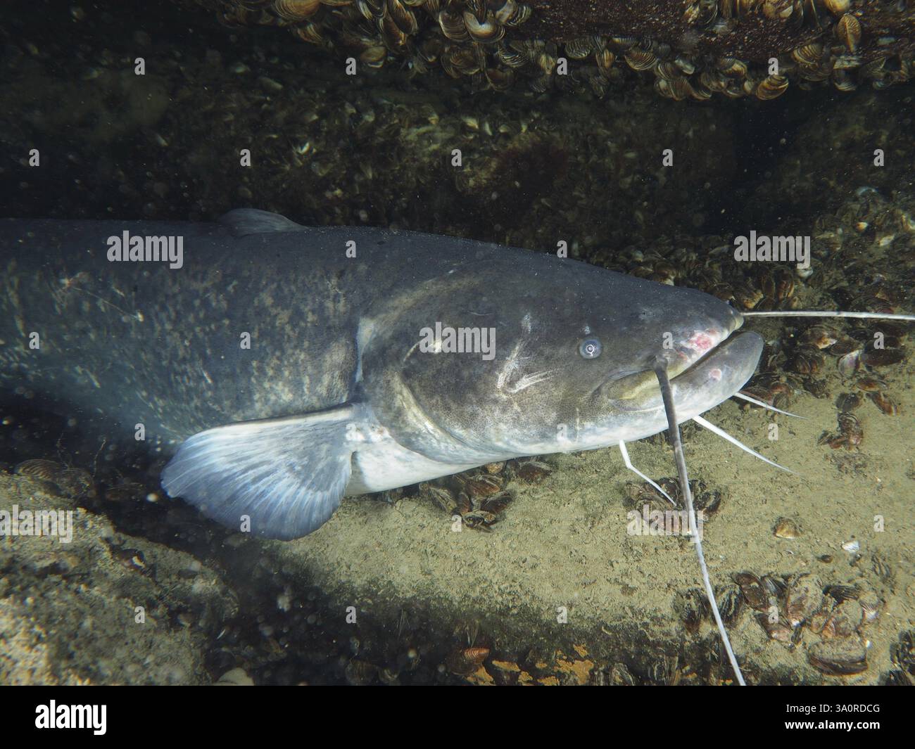 Large catfish (Silurus glanis), catfish, lying on the sandy underwater ...