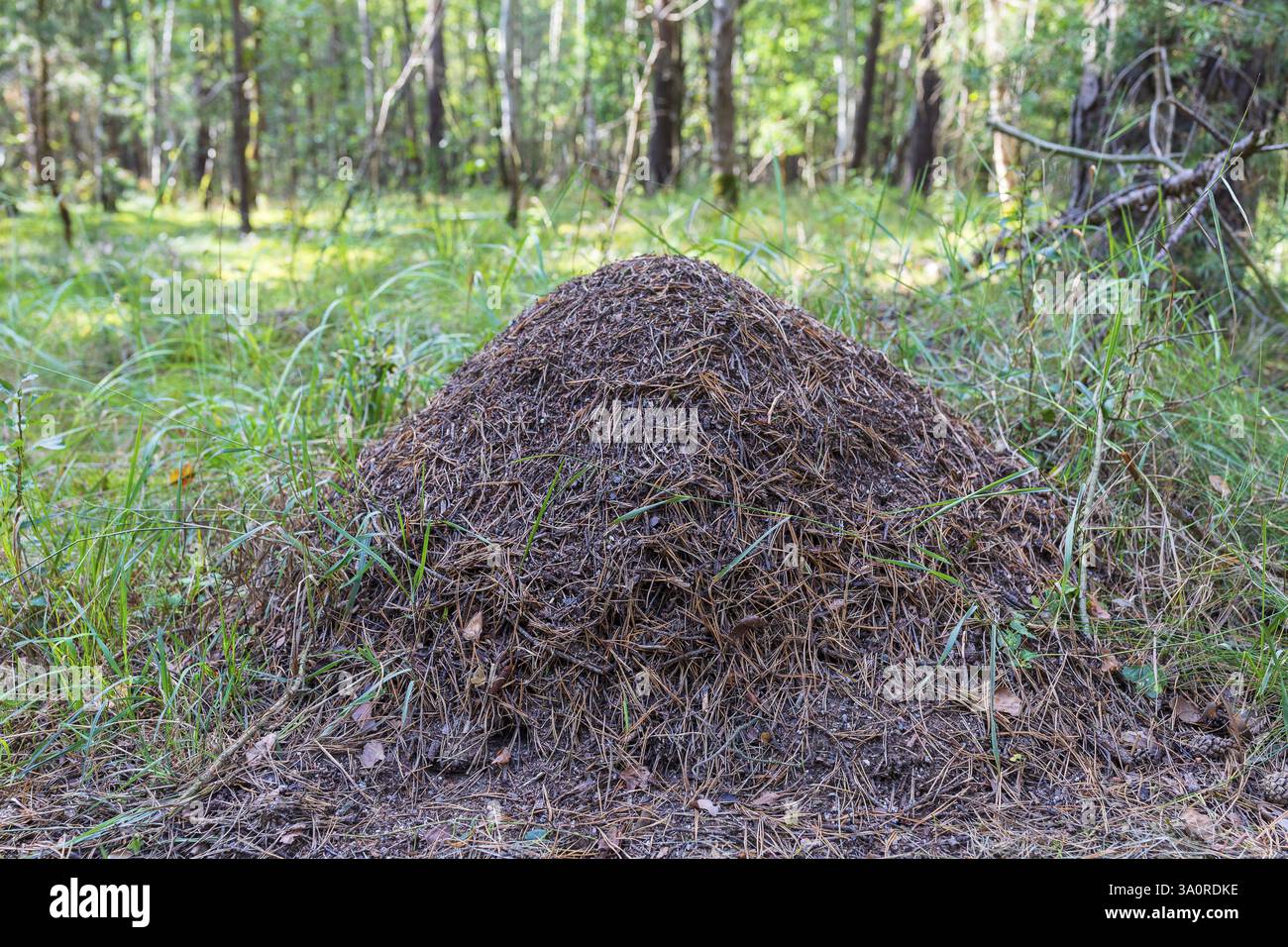 Mound nest with scattered domes, the so-called anthill as a nest of ...